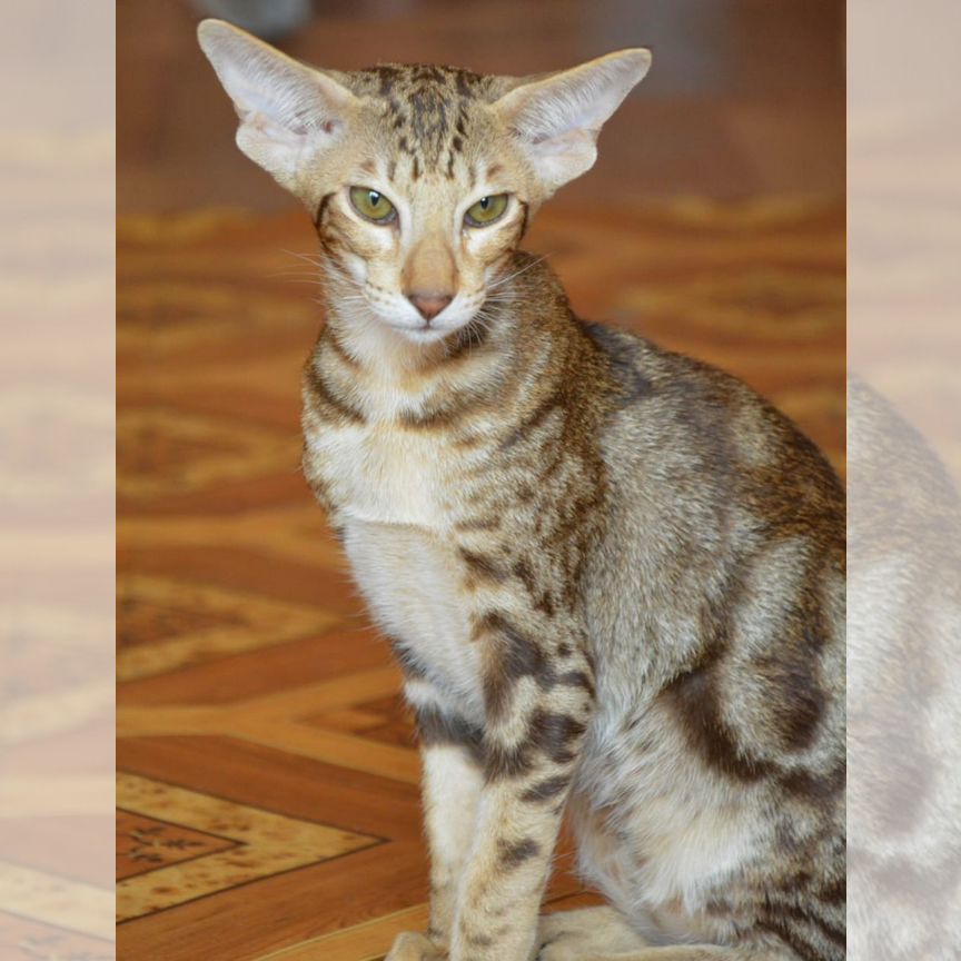 Ориентальные котята