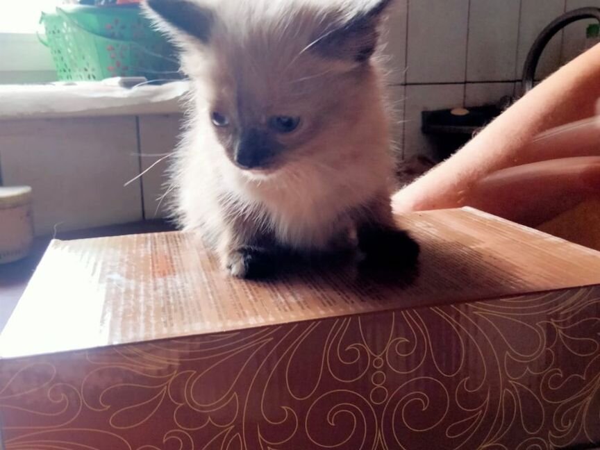 Кошки в добрые руки