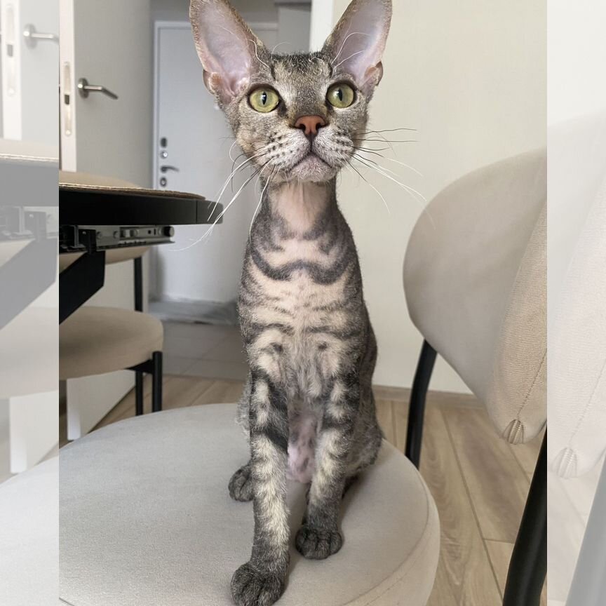 Девон-рекс котёнок