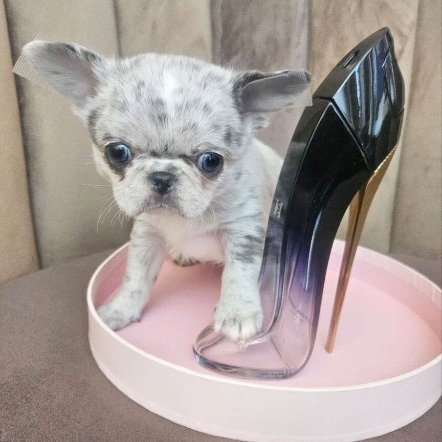 Щенки чихуахуа