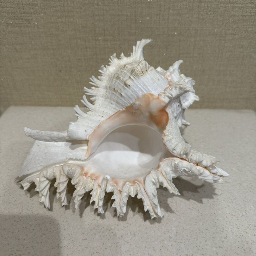 Ракушка мурекс