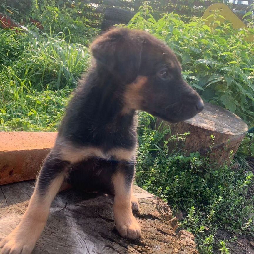 Щенки метисы