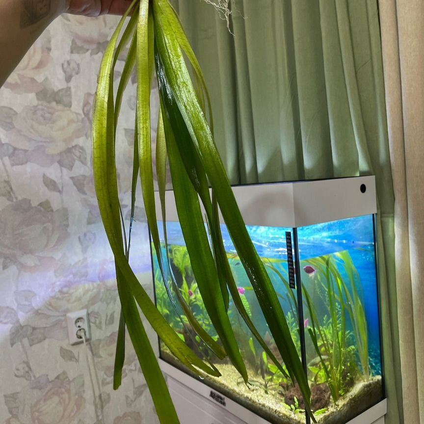 Прополка аквариума валлиснерия