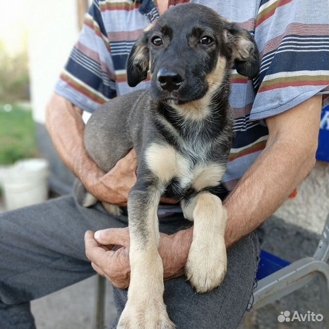 Мальчуган в поисках дома, щенок 3 мес