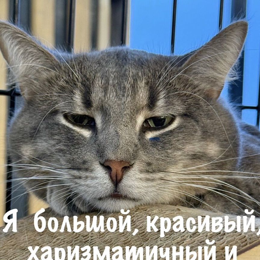 Взрослый кот в добрые руки