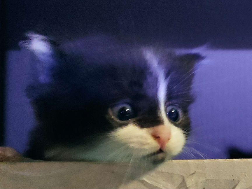 Милые пушистики ищут добрые руки