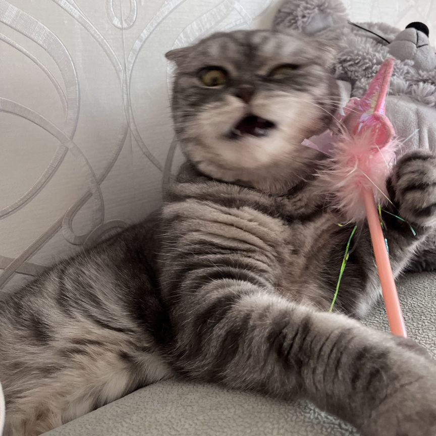 Подписка на месяц на фотки кошки и видео