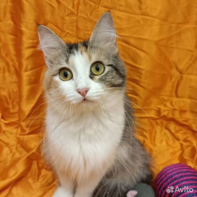 Кошка Симочка в добрые руки