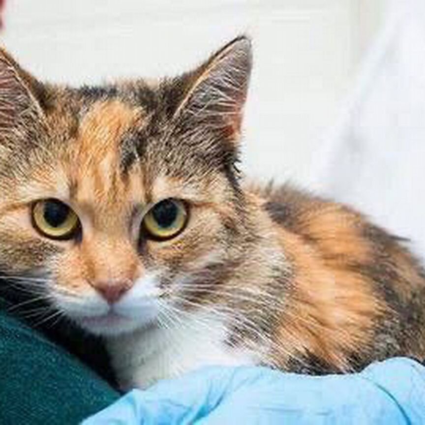 Кому счастье в дом Трехцветка в добрые руки