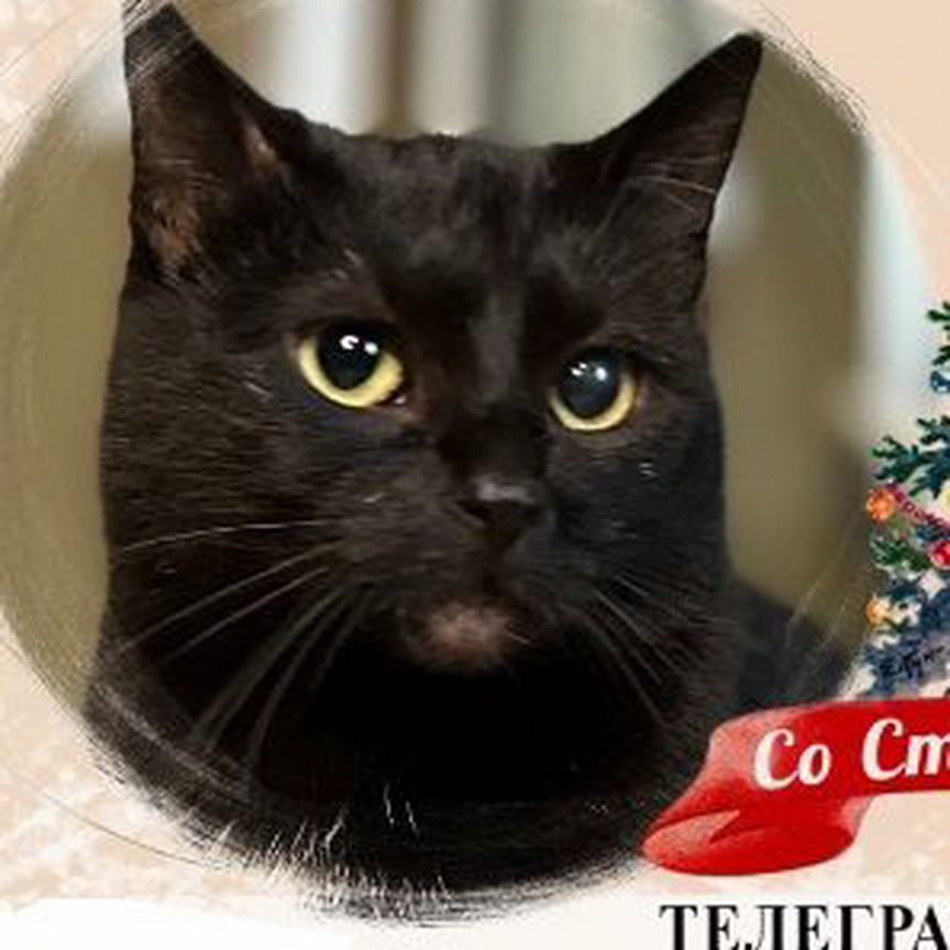 Бомбейская, взрослая кошка