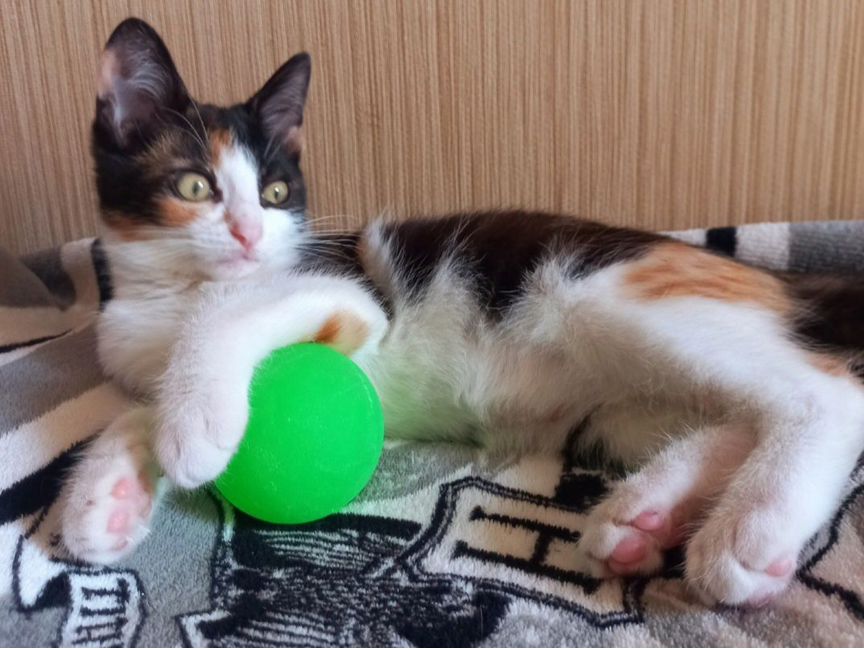 Котята