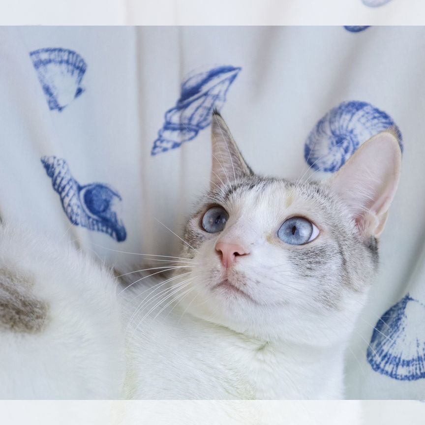 Кошечка Капелька из приюта Домик