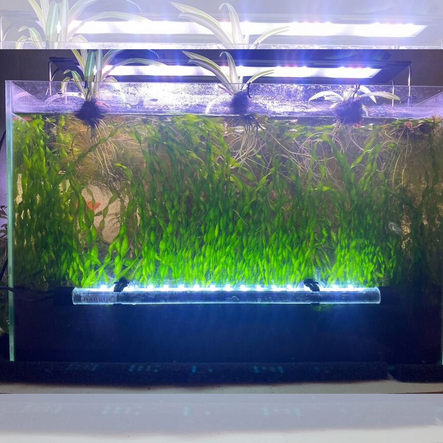 Валлиснерия спиральная (Vallisnéria spirlis)