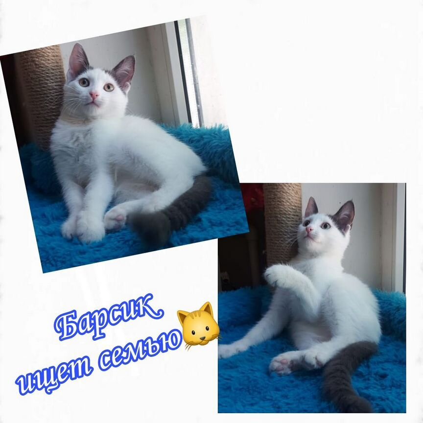 Котенок мальчик в добрые руки