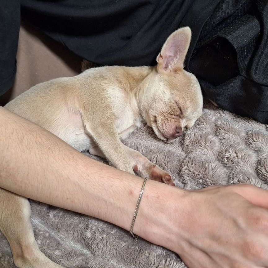 Чихуахуа, щенок