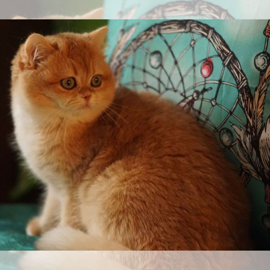 Британский короткошёрстный котёнок