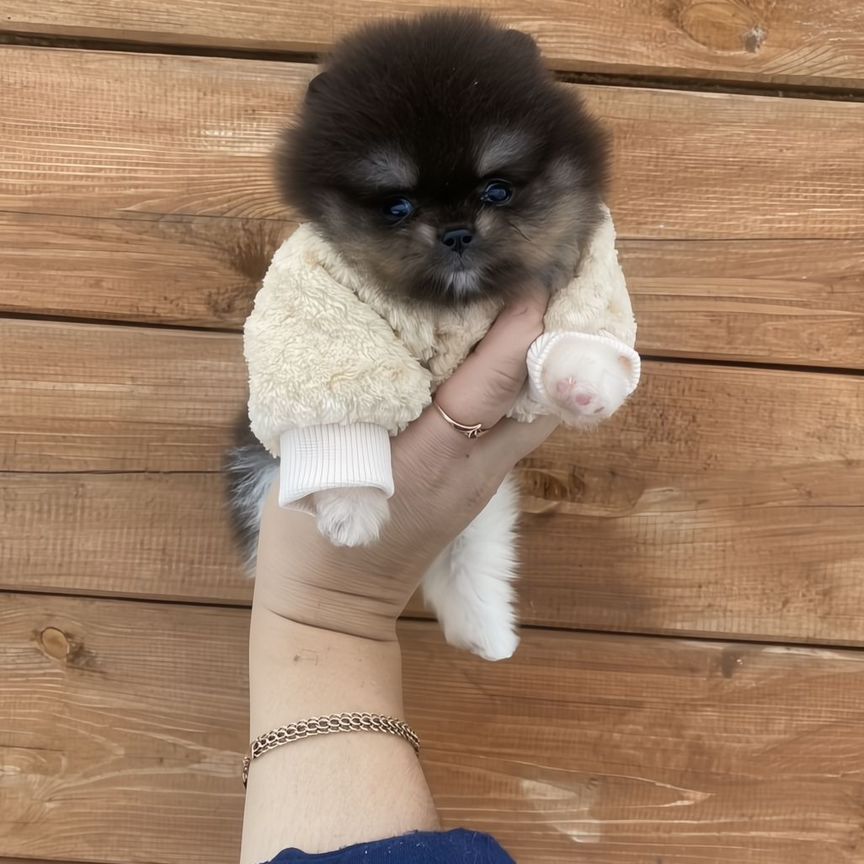 Померанский шпиц, щенок