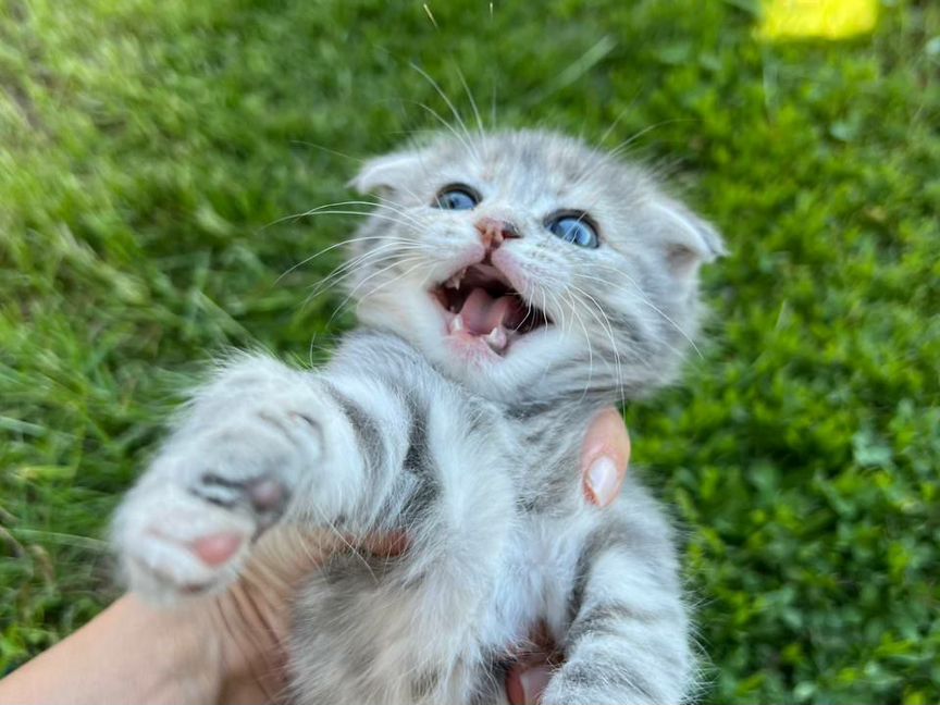 Котята от шотландской вислоухой