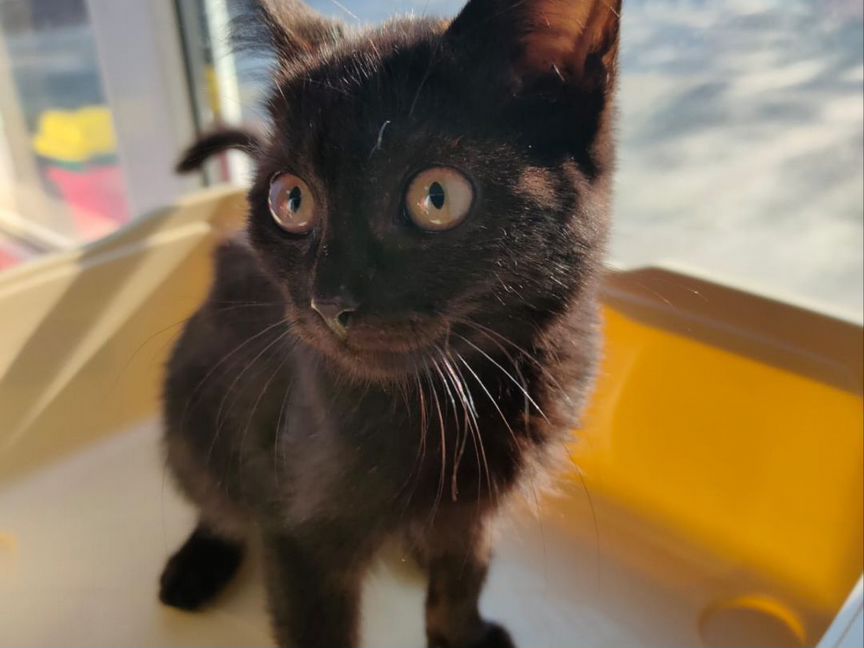 Котенок Тамила