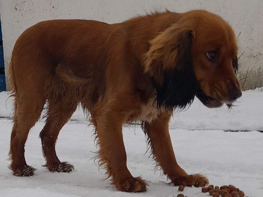 Щенок кокер спаситель 4,5 месяцев