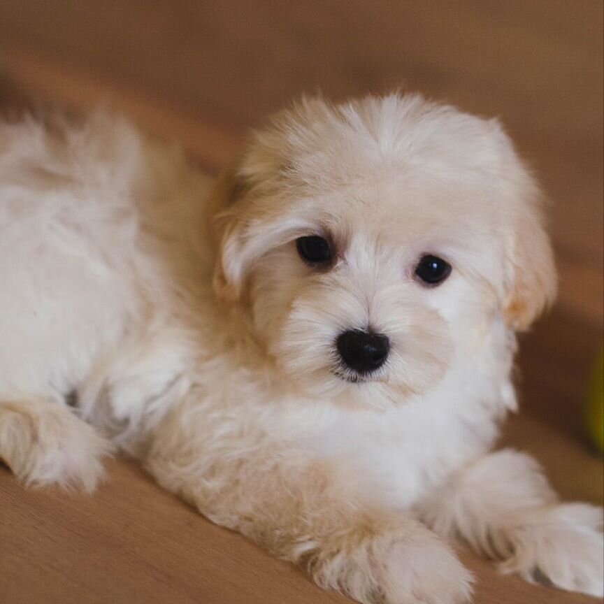 Мальтипу Зефир