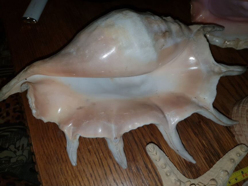 Большие морская раковина