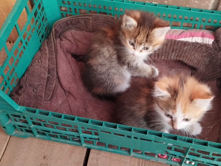 Кошки