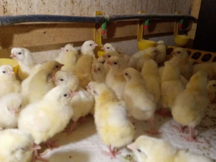 Птенцы легорнов и ломан браун