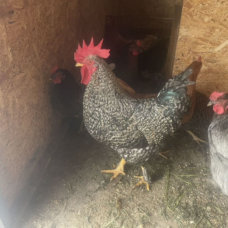 Куры доминант, куры родониты, петух