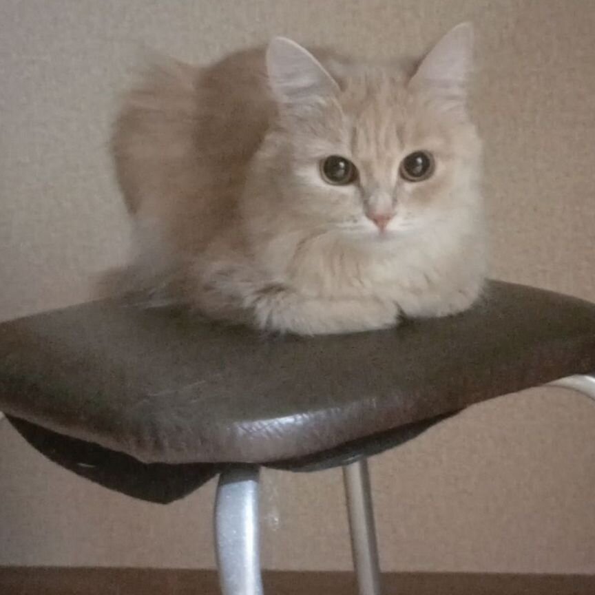 Кошечка