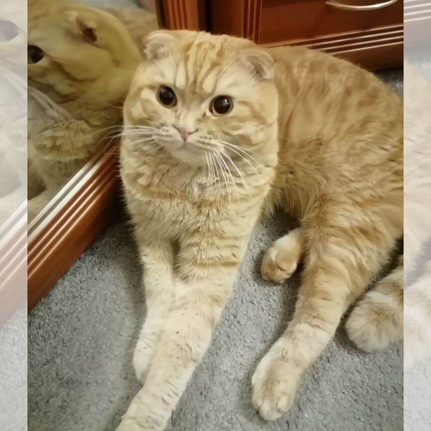 Шотландский вислоухий длинношёрстный кот, взрослый