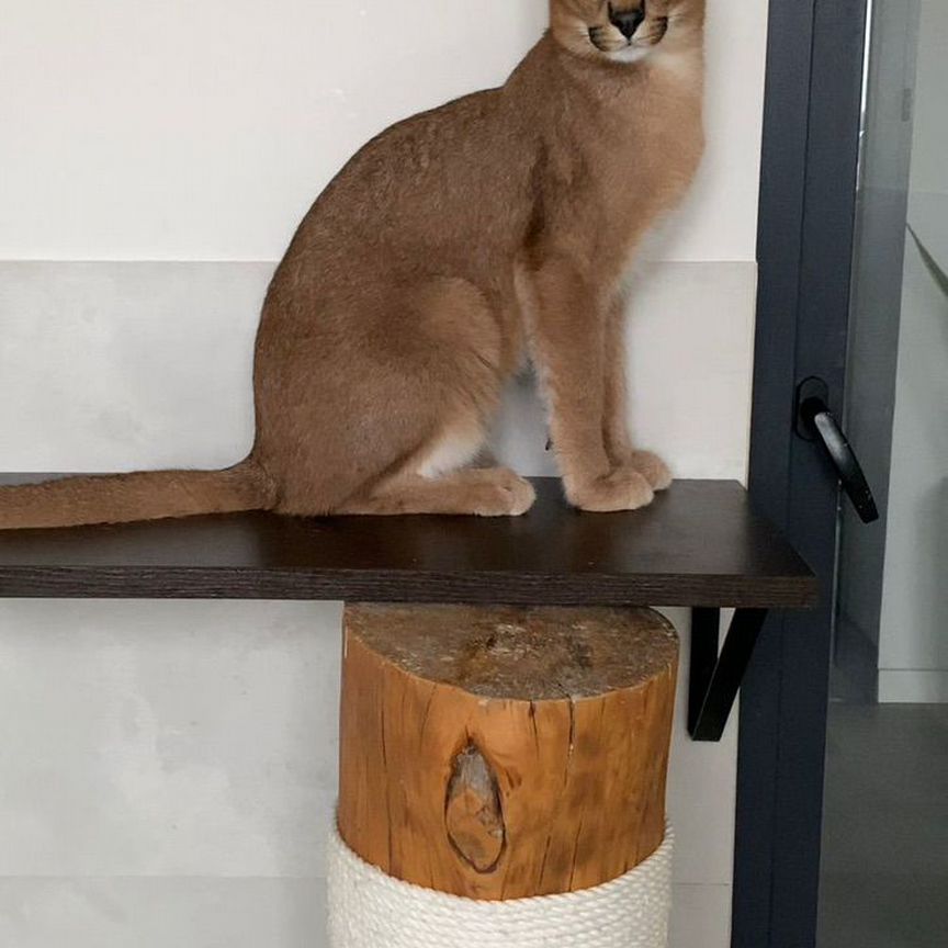 Котик каракет