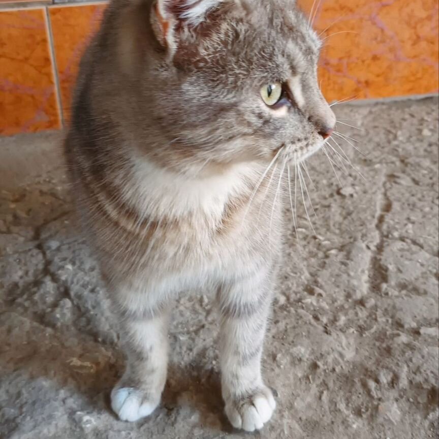 Продам кота