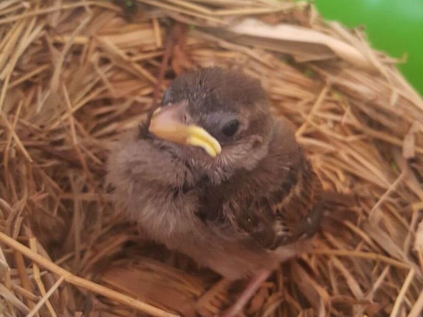 Выхаживание воробьев