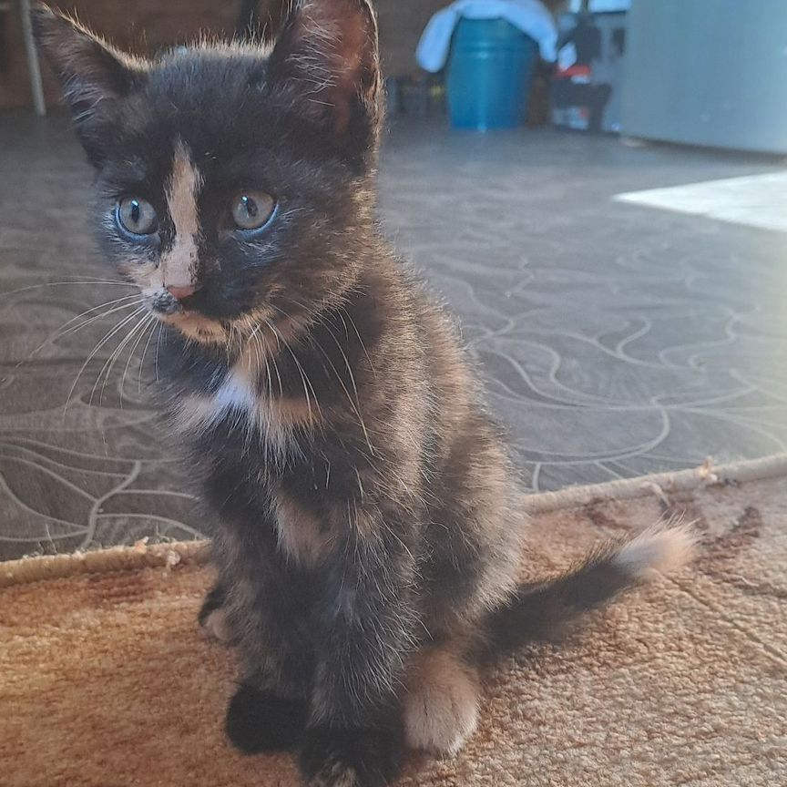 Серый пятнистый котенок