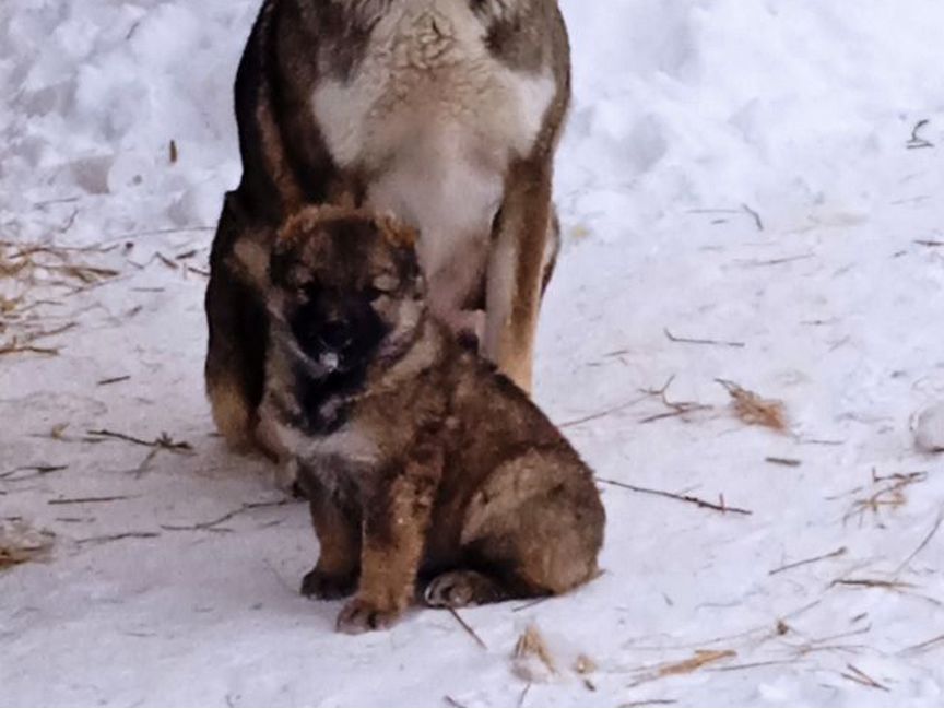 Собаки щенки