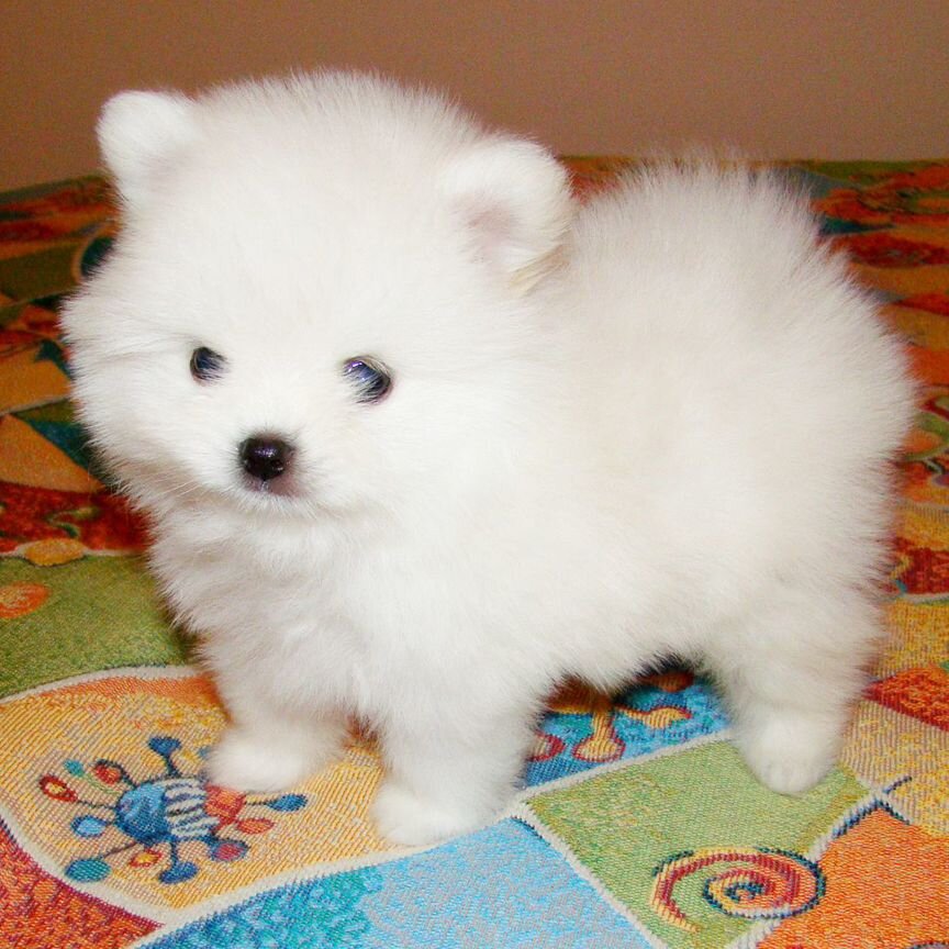 Шпиц девчушка