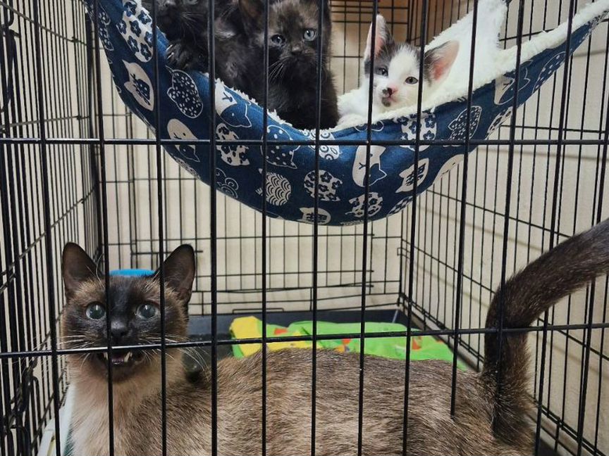 Котята в добрые руки