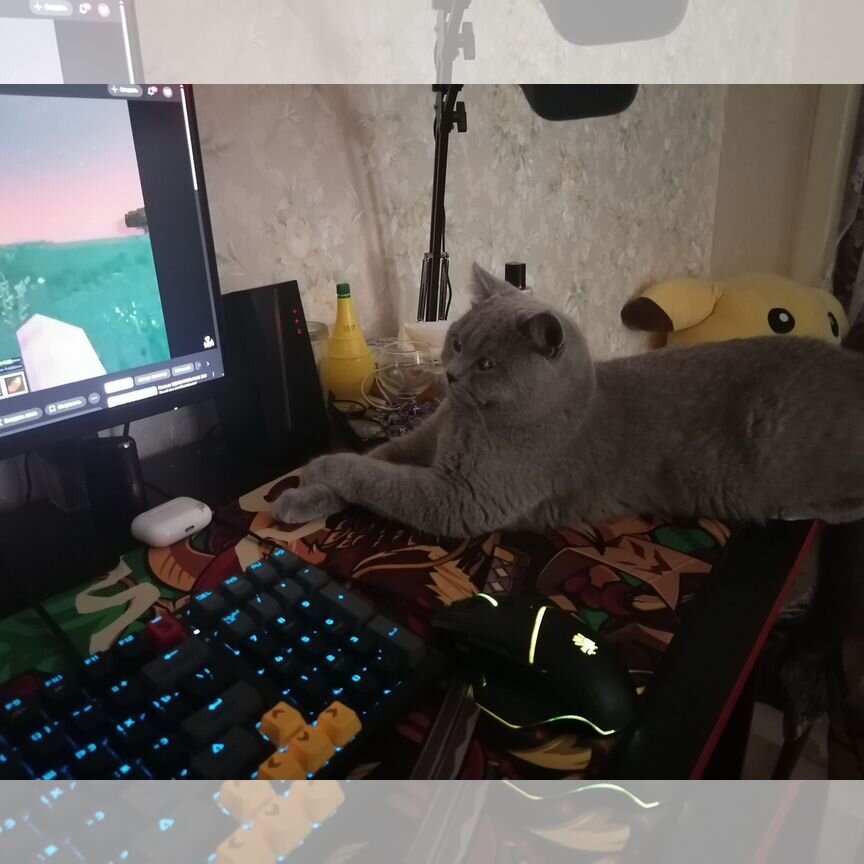 Отдам кота