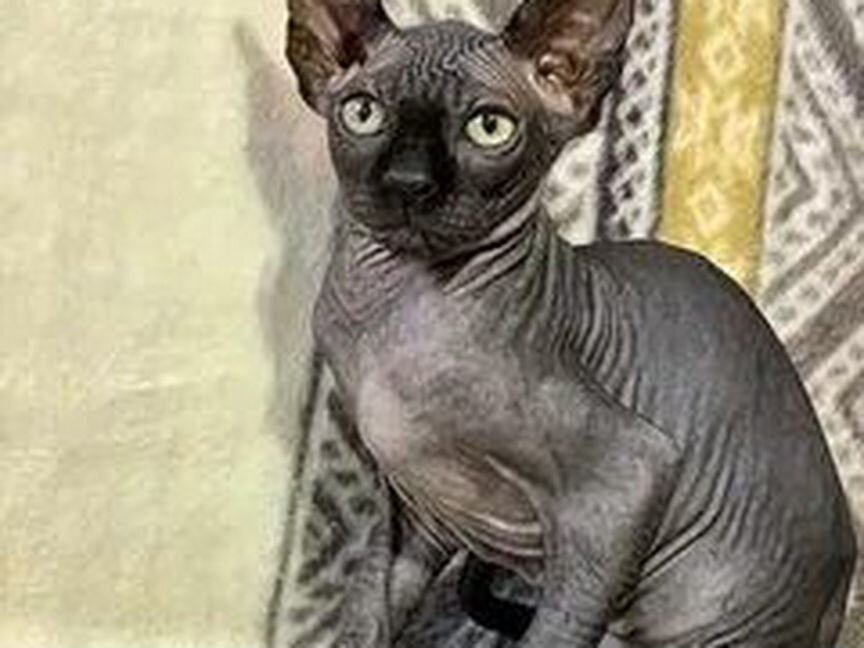 Котёнок подросток канадский сфинкс