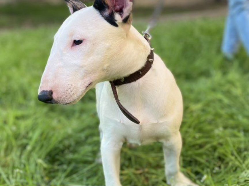 Щенки бультерьера