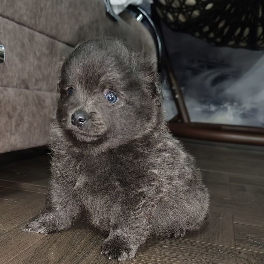 Немецкий шпиц, щенок