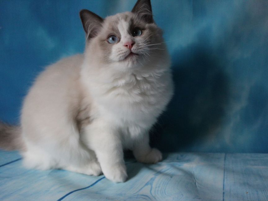 Самый сНежный кот Ragdoll