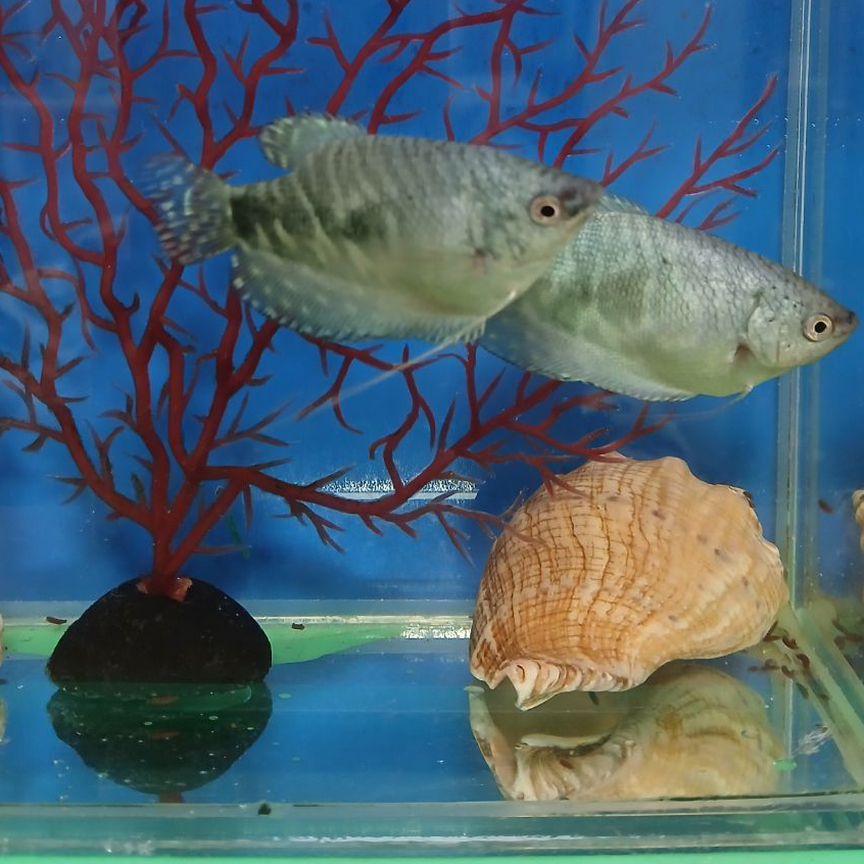 Аквариумные рыбки