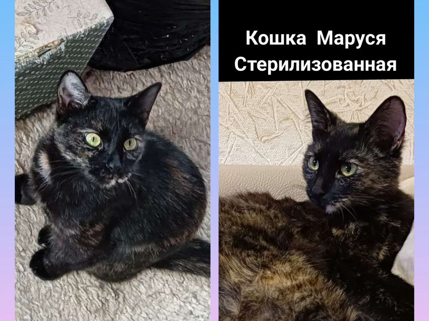 Кошка Маруся в добрые руки стерилизованная