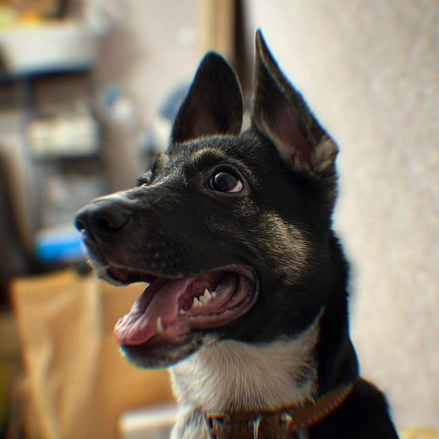 Собака
