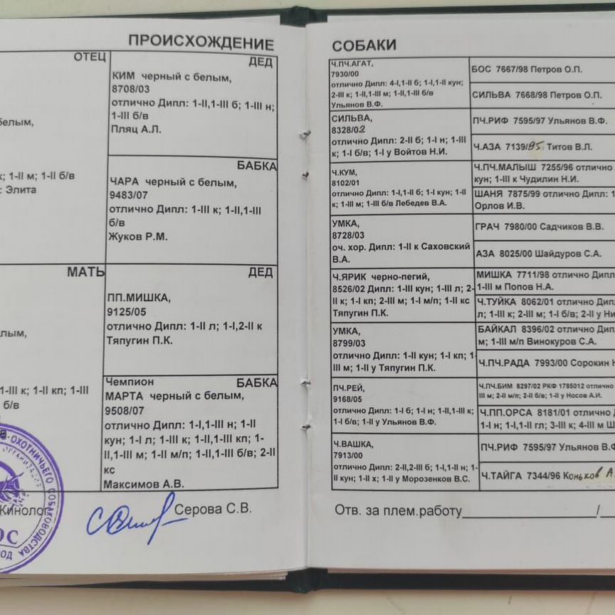 Русско европейская лайка