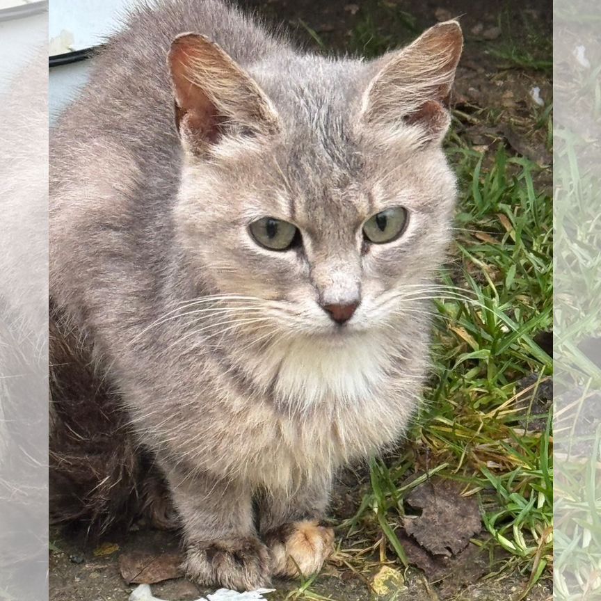 Взрослая кошка в добрые руки