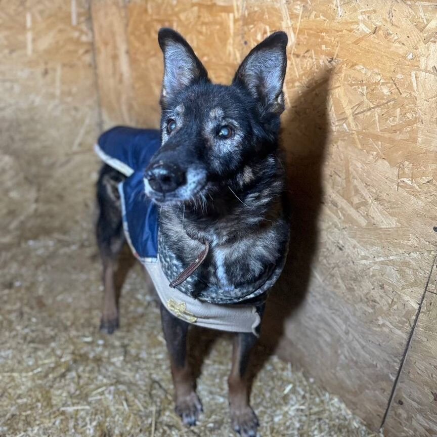 Беззубый Блюзик нуждается в заботе