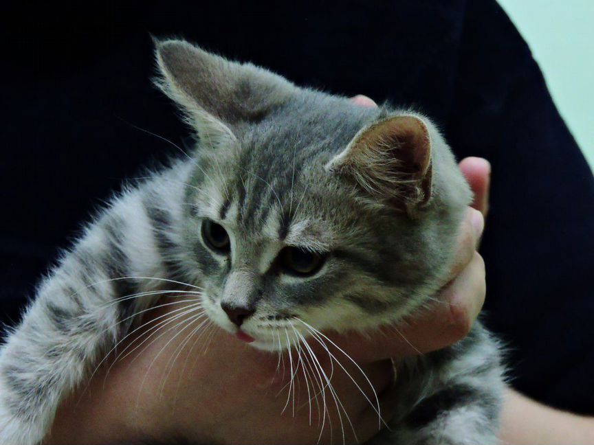 Кеша котёнок помесь мейкуна